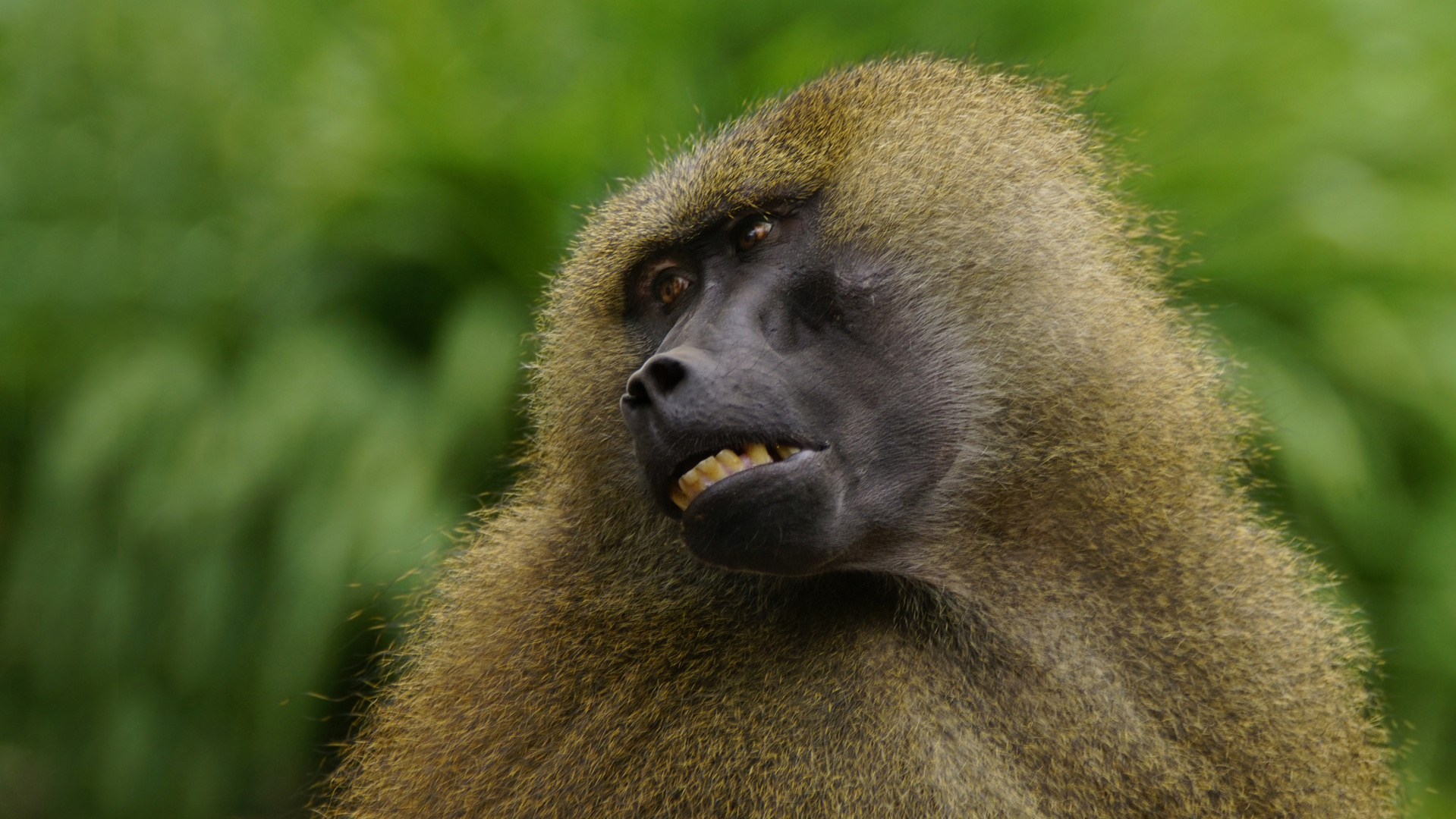 Pavian Foto & Bild | tiere, zoo, wildpark & falknerei, säugetiere ...