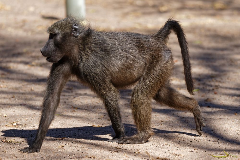 Pavian Foto & Bild | africa, southern africa, namibia Bilder auf ...