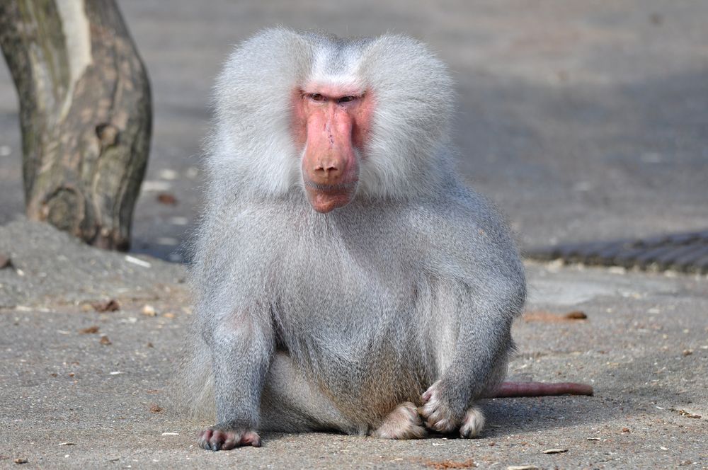 Pavian Foto & Bild | tiere, natur Bilder auf fotocommunity