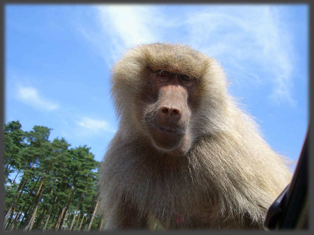 *Pavian* Foto & Bild | tiere, zoo, wildpark & falknerei, säugetiere ...