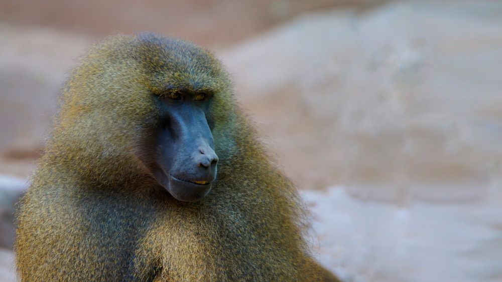 Pavian Foto & Bild | tiere, zoo, wildpark & falknerei, säugetiere ...