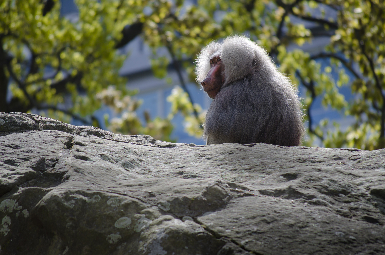 Pavian Foto & Bild | tiere, zoo, wildpark & falknerei, säugetiere ...