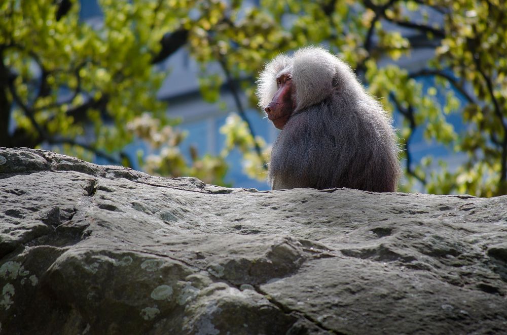 Pavian Foto & Bild | tiere, zoo, wildpark & falknerei, säugetiere ...