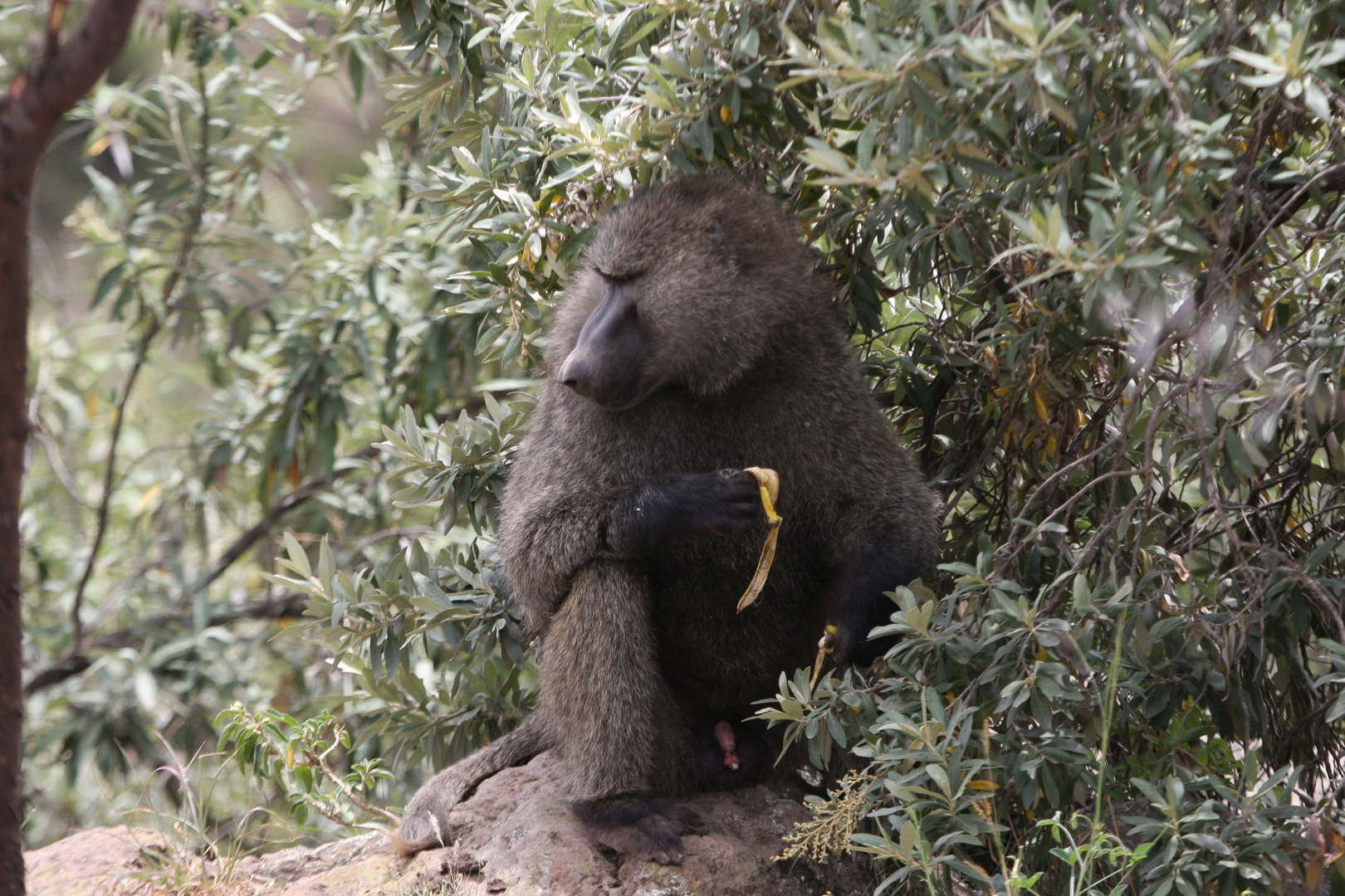 Pavian Foto & Bild | africa, eastern africa, kenya Bilder auf fotocommunity