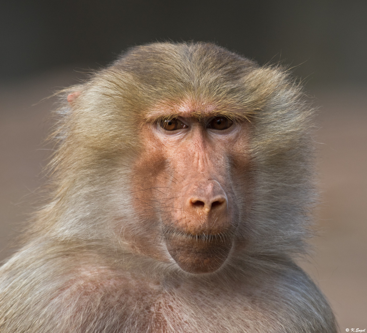 Pavian Foto & Bild | hamburg, natur, affen Bilder auf fotocommunity