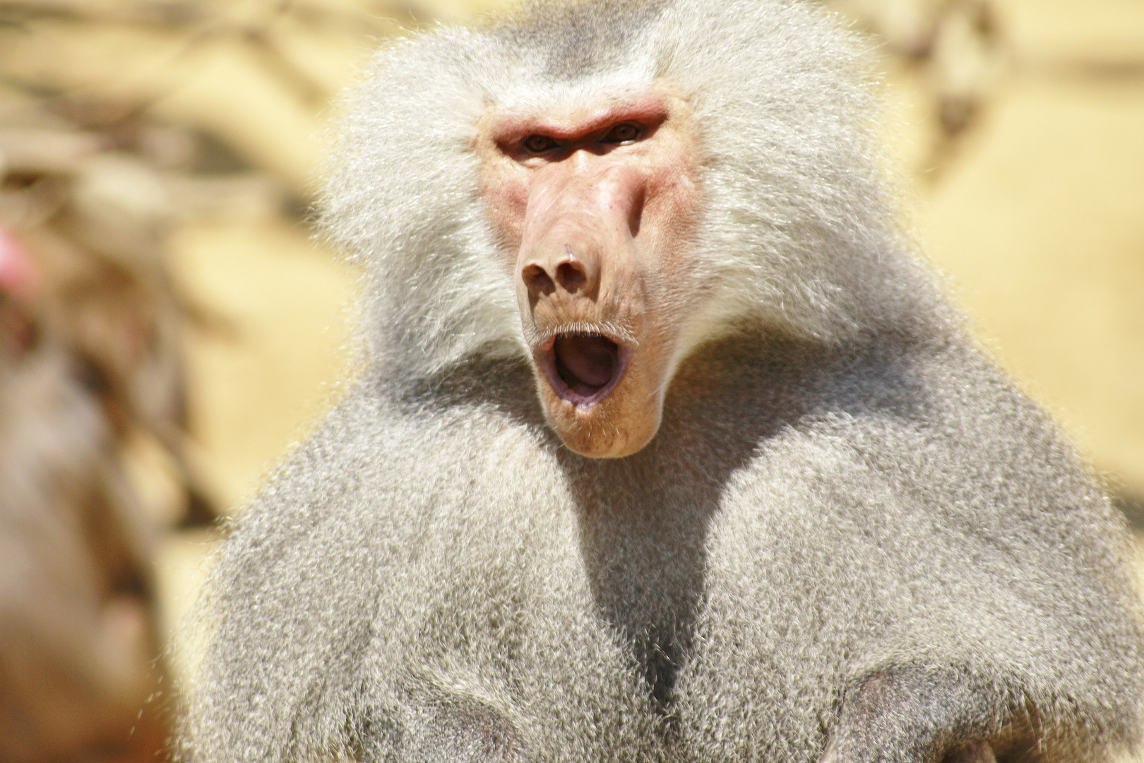 Pavian gähnt Foto & Bild | tiere, zoo, wildpark & falknerei, säugetiere ...