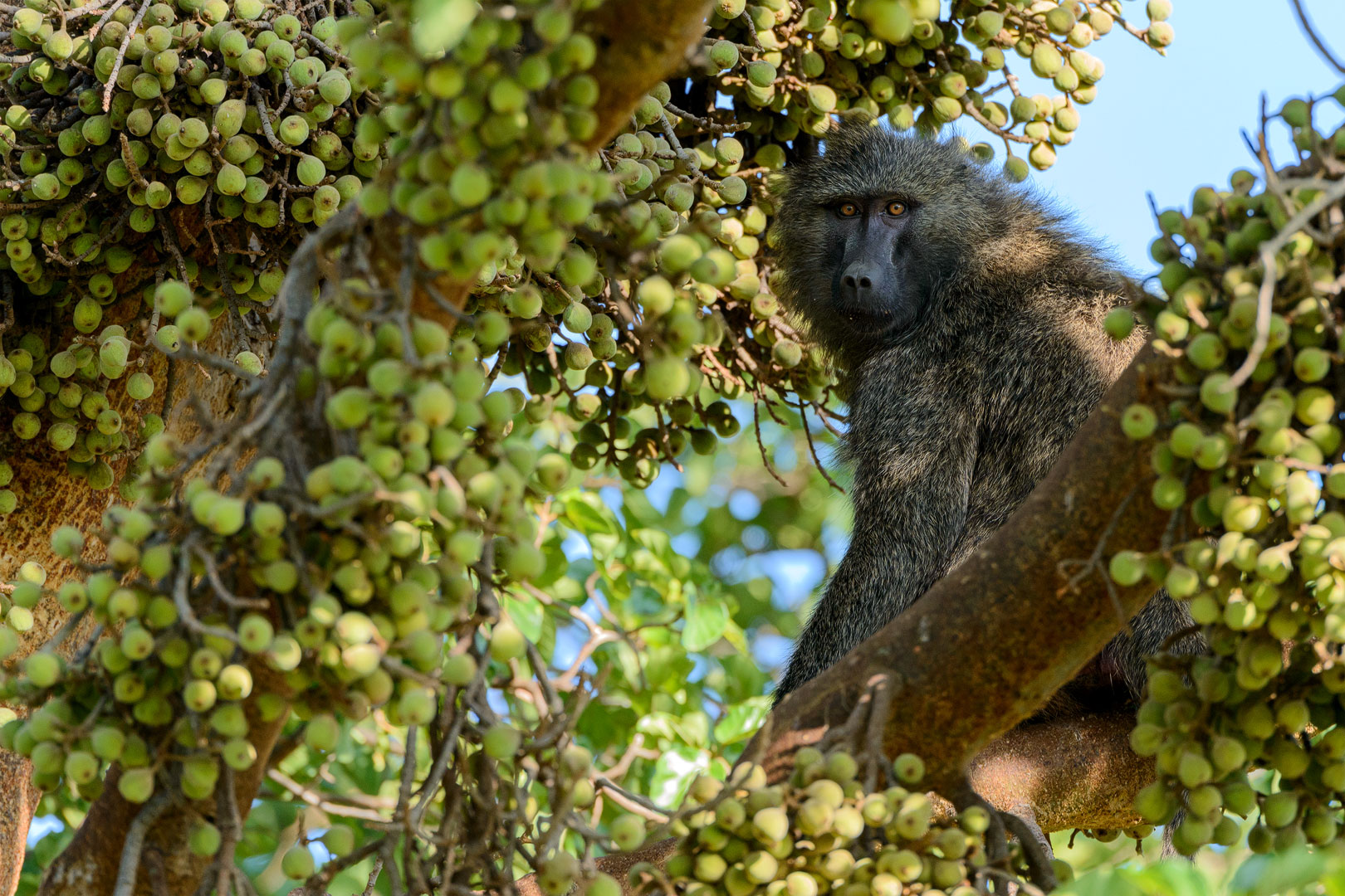 Pavian in Schlaraffenland Foto & Bild | africa, eastern africa, kenya ...