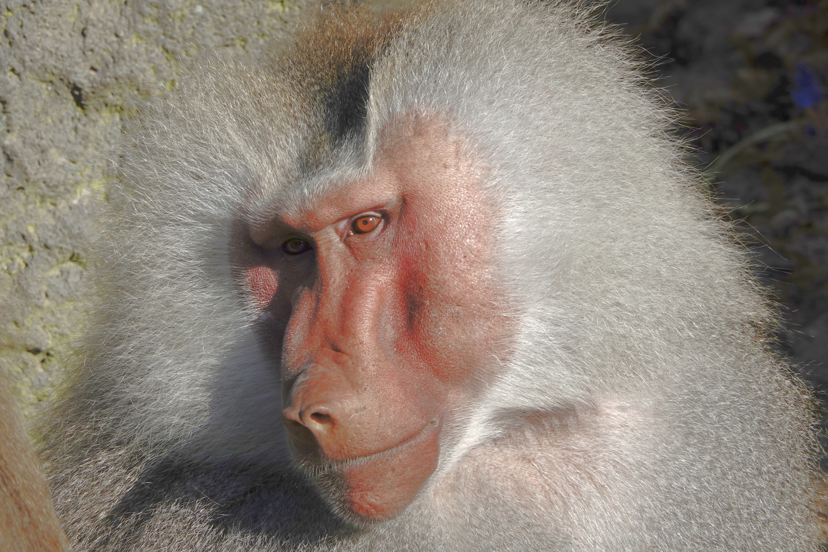 PAVIAN mit verträumtem Blick Foto & Bild | natur, zoo, tiere Bilder auf ...
