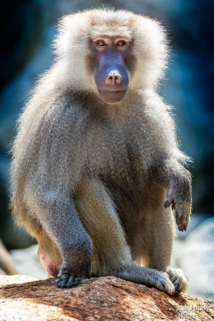 Pavian-Portrait Foto & Bild | tiere, tierdetails, standard Bilder auf ...