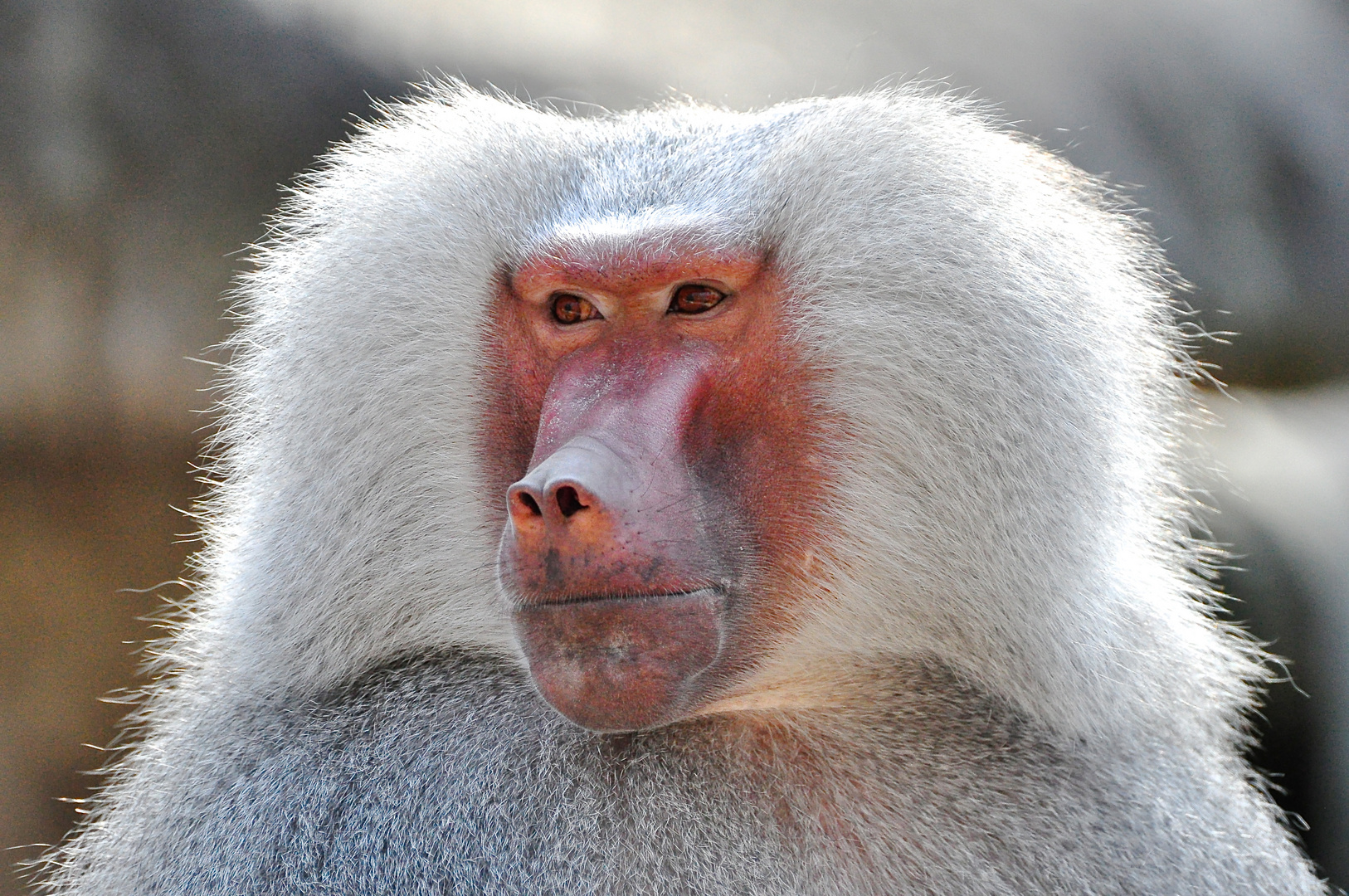 Pavian Portrait Foto & Bild | tiere, zoo, wildpark & falknerei ...