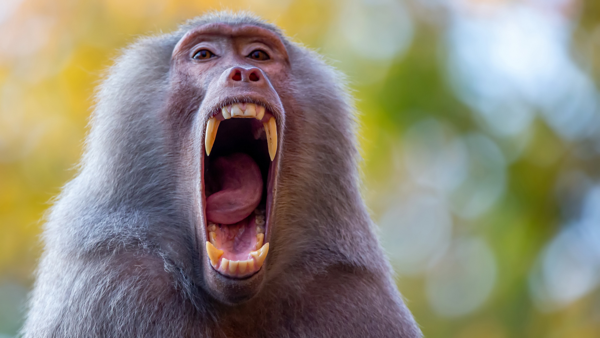 Pavian Weibchen Foto & Bild | tiere, zoo, wildpark & falknerei ...