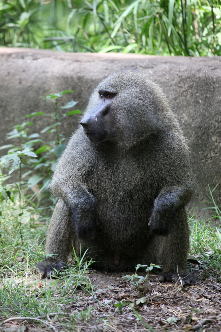 Pavian_1 Foto & Bild | africa, eastern africa, tiere Bilder auf ...