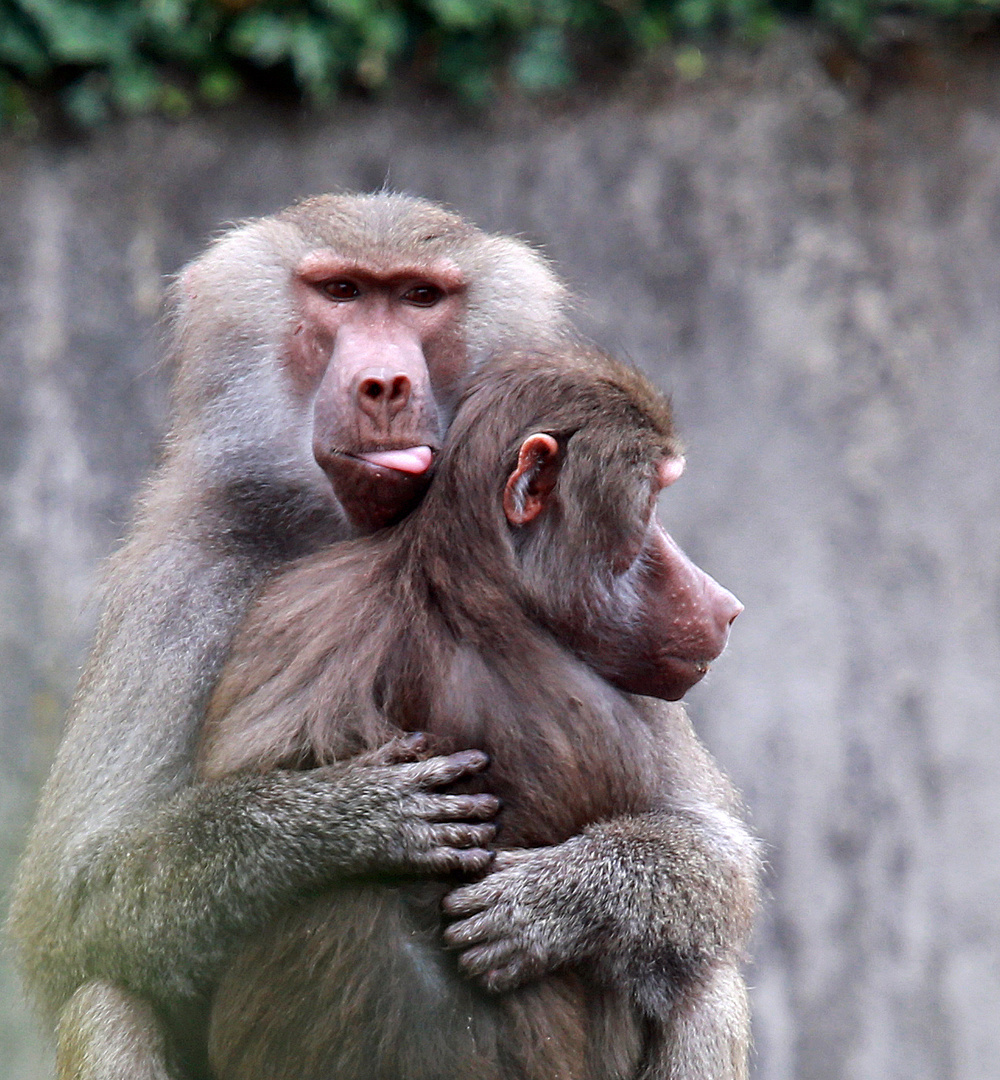 Paviane Foto & Bild | natur - tiere, natur, affen Bilder auf fotocommunity