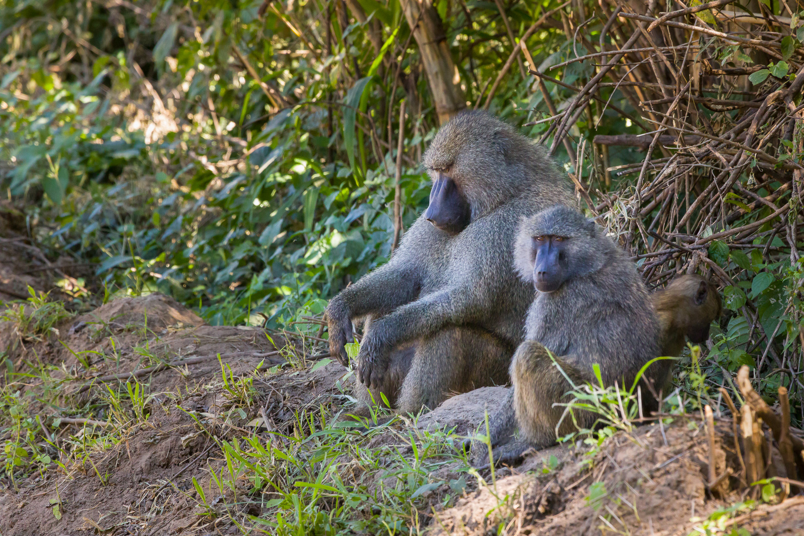 Paviane Foto & Bild | africa, eastern africa, tanzania Bilder auf ...