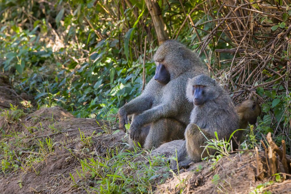 Paviane Foto & Bild | africa, eastern africa, tanzania Bilder auf ...