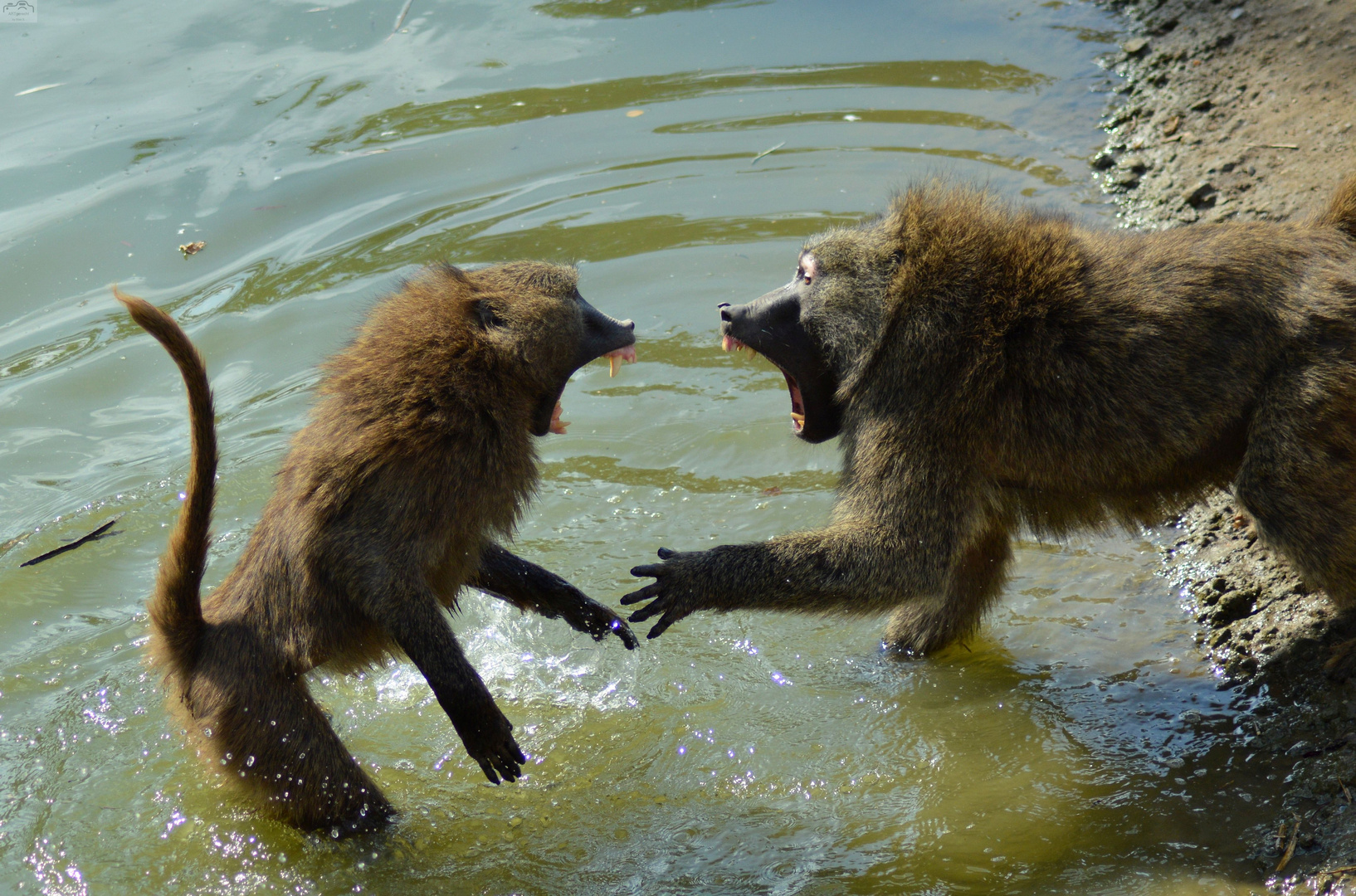 Paviane ARTgerecht by Silas S. Foto & Bild | tiere, natur Bilder auf ...