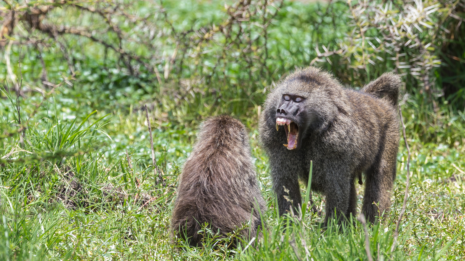 Paviane Ngorongoro Krater-6951 Foto & Bild | africa, eastern africa ...