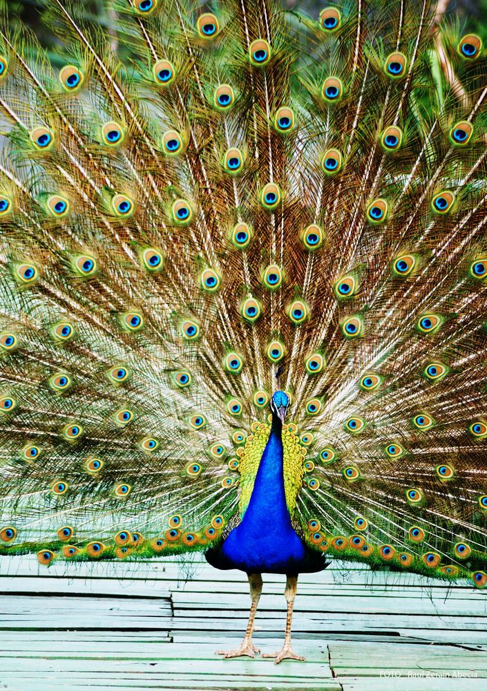Pavo Real 2 Imagen & Foto | naturaleza diversa , naturaleza Fotos de ...