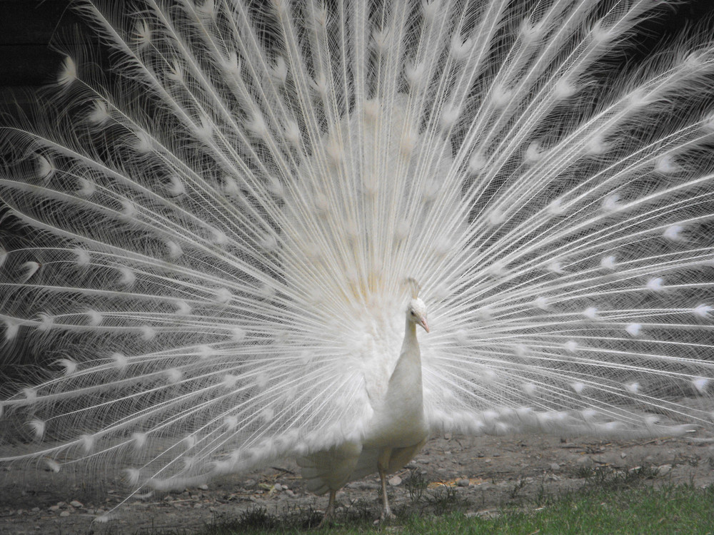 pavone bianco Foto % Immagini| animali, uccelli allo stato libero ...