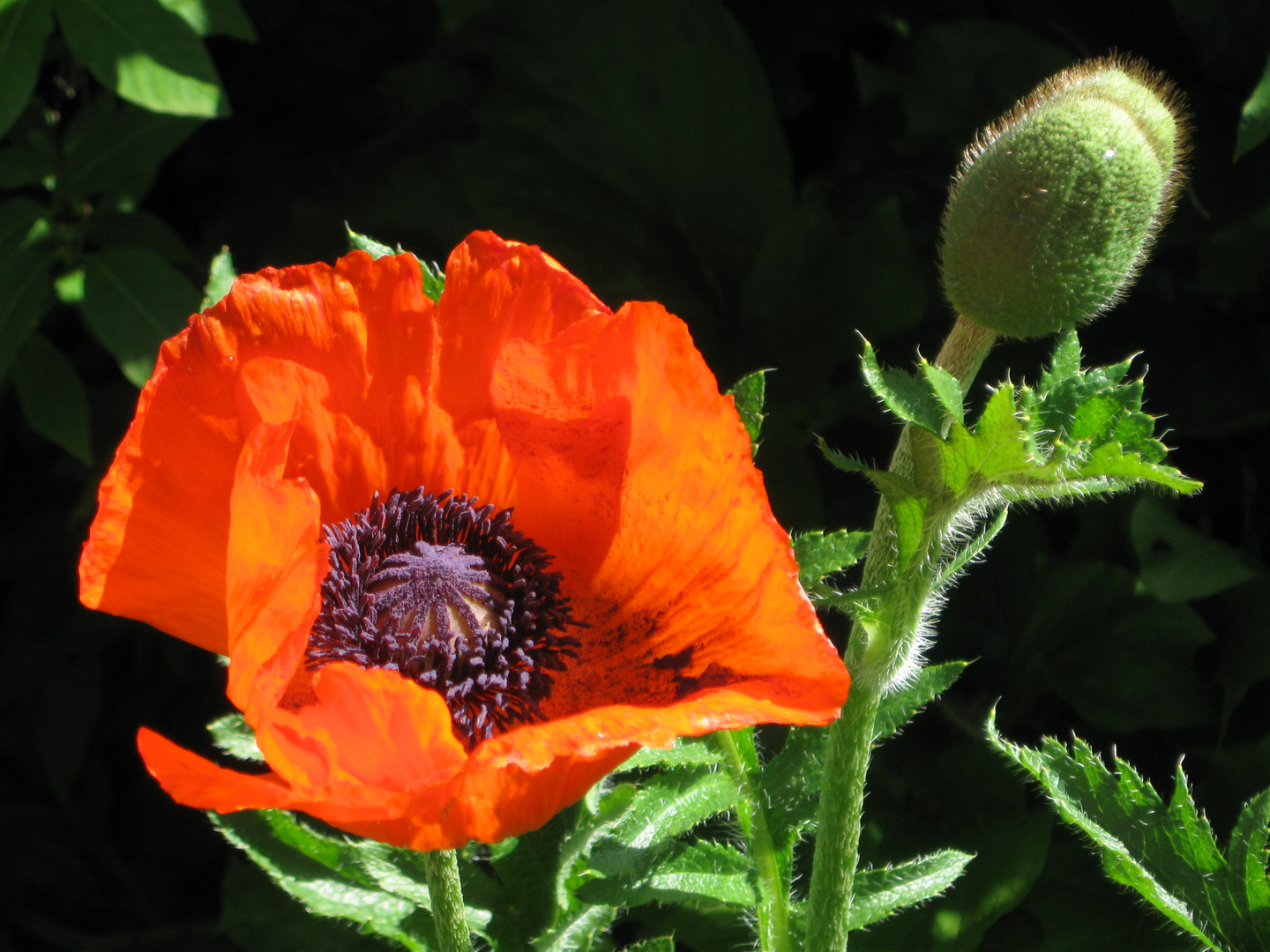 ...Pavot... photo et image | fleurs, ..flore..., nature Images ...