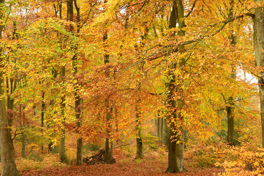 Paysage automnal photo et image | divers, la nature simplement, nature ...