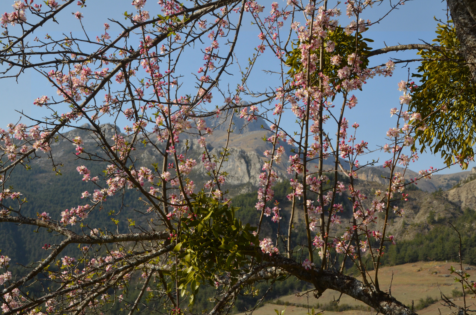 * paysage en fleurs * photo et image | nature, fleurs, printemps Images ...