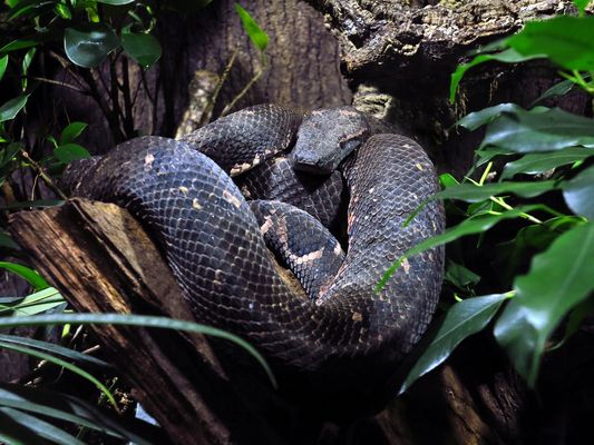 Reptilien Bilder & Fotos