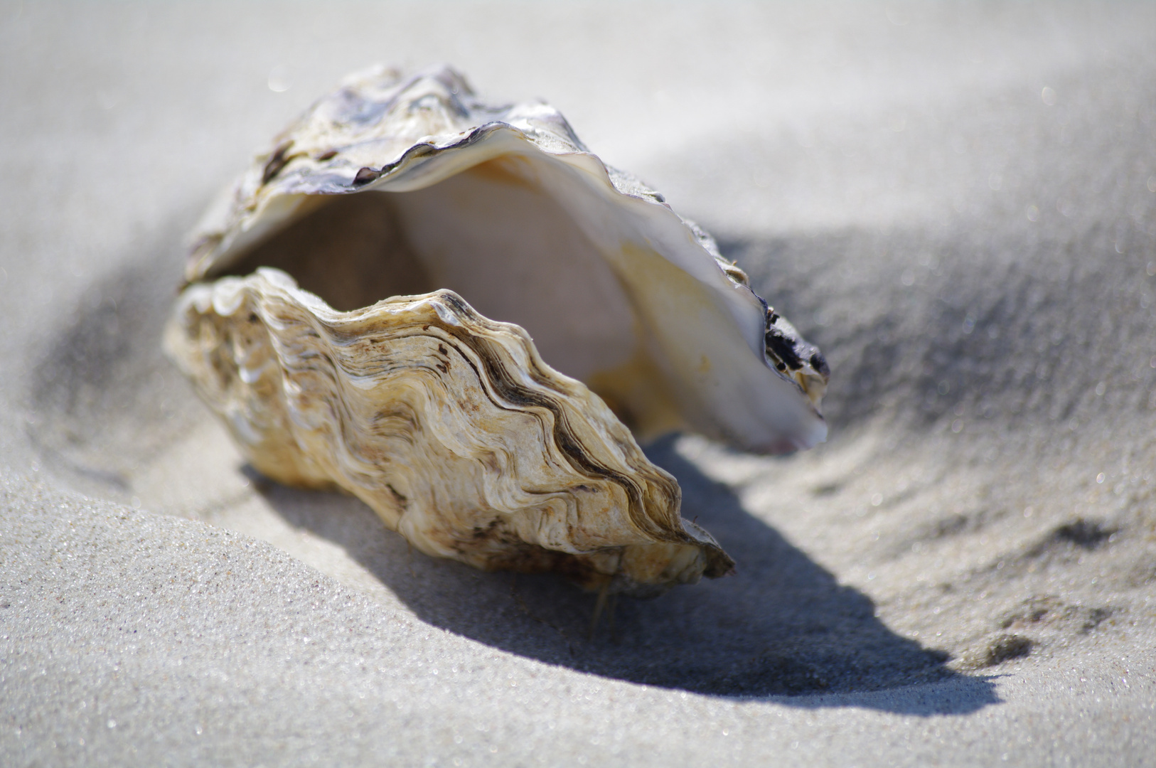 Pazifische Auster Foto & Bild | tiere, wildlife, schnecken & muscheln ...