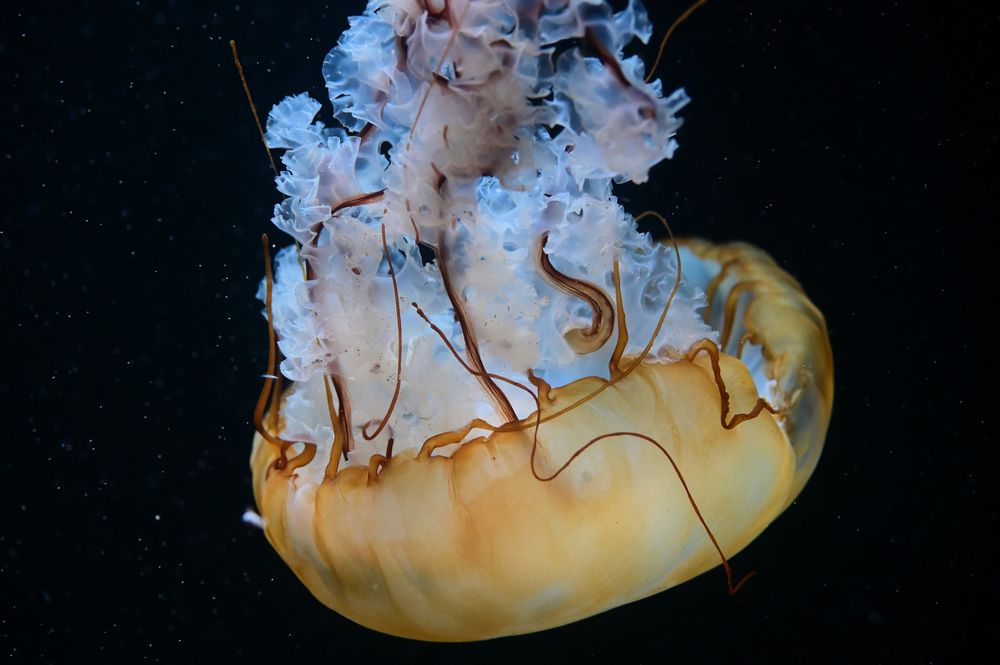 Pazifische Kompassqualle... Foto & Bild | tiere, zoo, wildpark & falknerei, zoo:quallen,anemonen ...