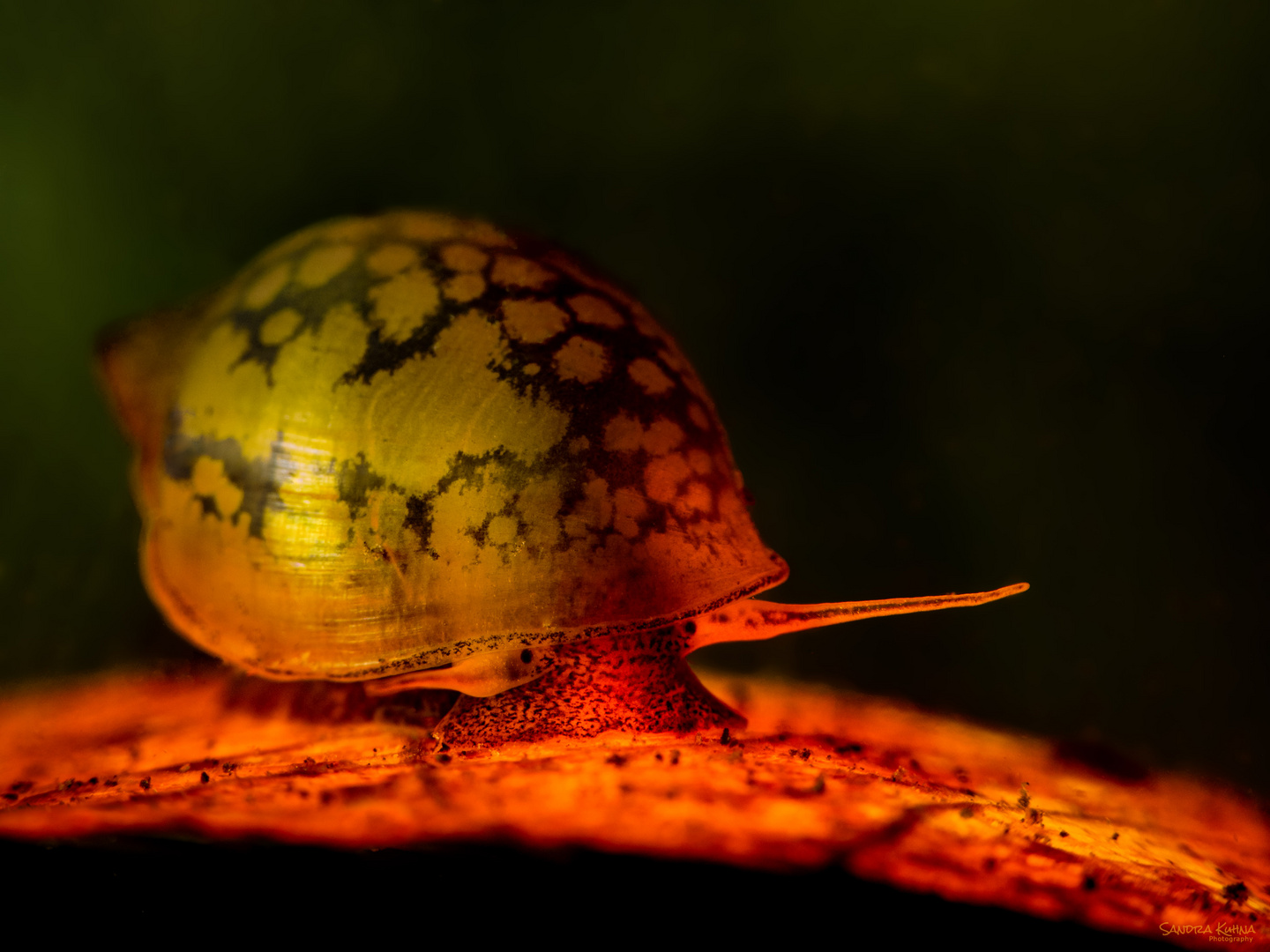 Pazifischer Feuerring°°° Foto & Bild | rot, makro, see Bilder auf ...