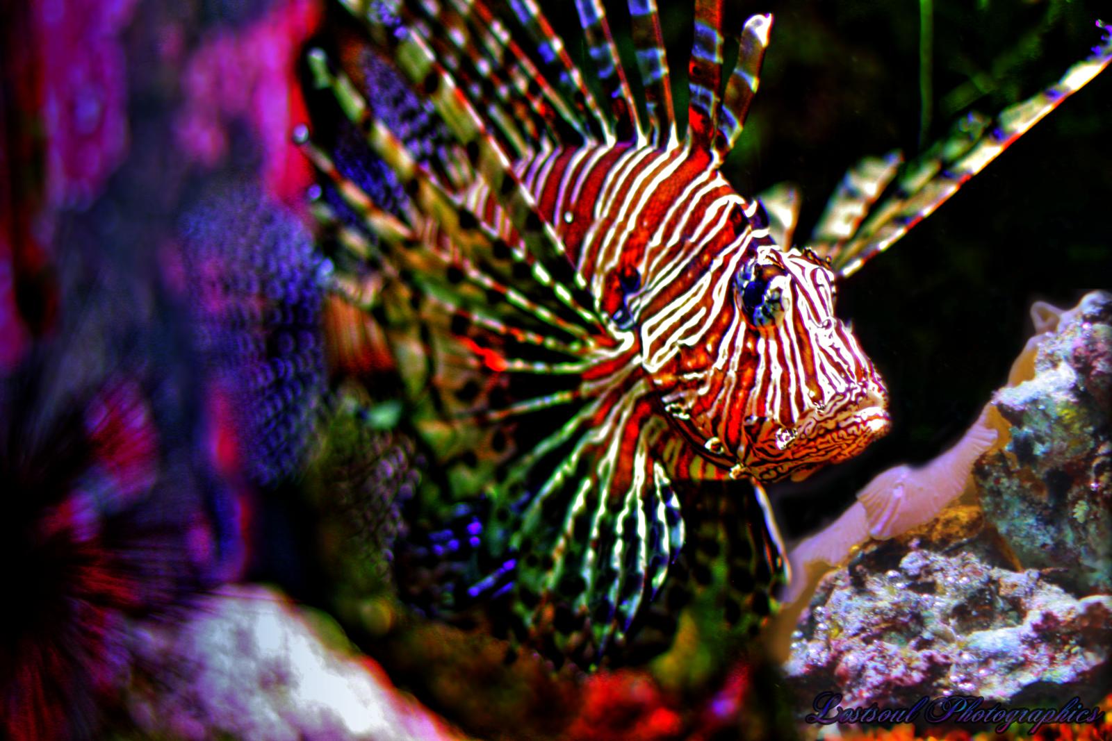 Pazifischer Rotfeuerfisch Foto & Bild | tiere, zoo, wildpark ...