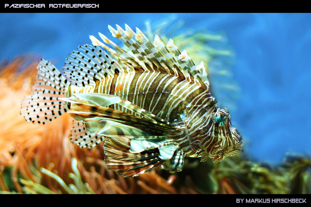 Pazifischer Rotfeuerfisch Foto & Bild | asia, thailand, southeast asia ...