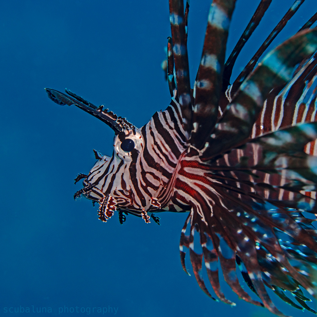 Pazifischer Rotfeuerfisch Foto & Bild | blau, meer, natur Bilder auf ...