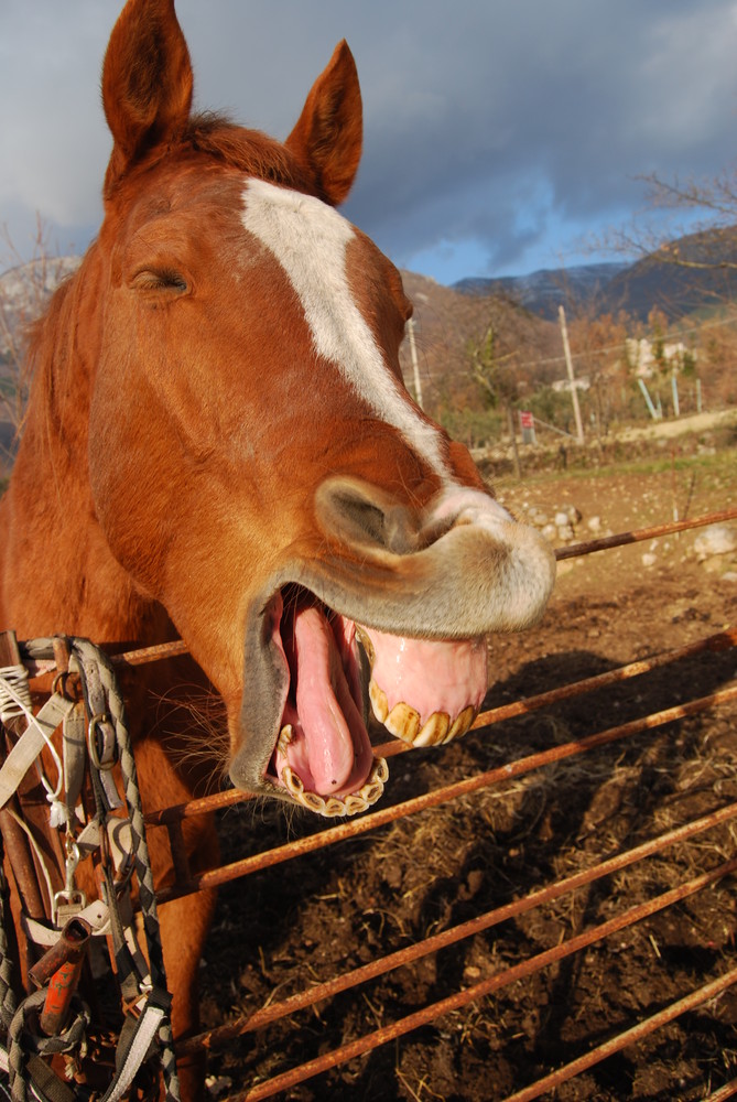 pazze risate Foto % Immagini| animali, animali domestici e da cortile ...