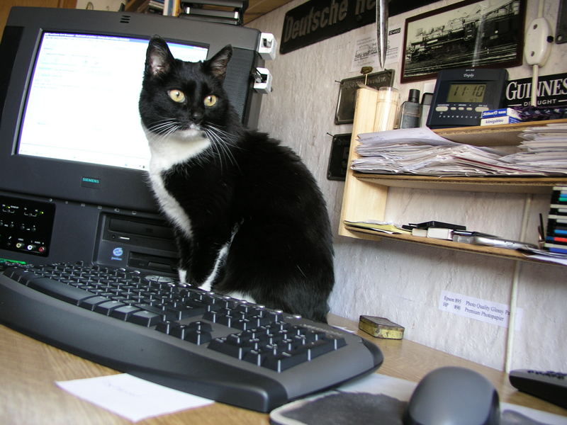 PC Maus und PC Katze Foto & Bild | tiere, natur Bilder auf fotocommunity