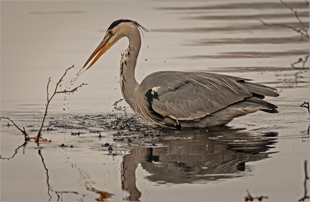 Pech gehabt . . . Foto & Bild | tiere, wildlife, wild lebende vögel ...