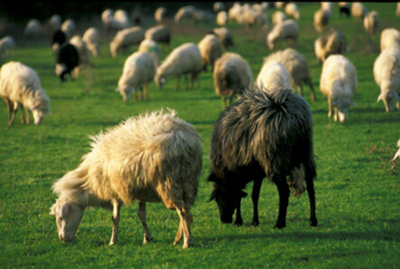 Pecore al pascolo - Sardegna Foto % Immagini| animali, sardegna ...