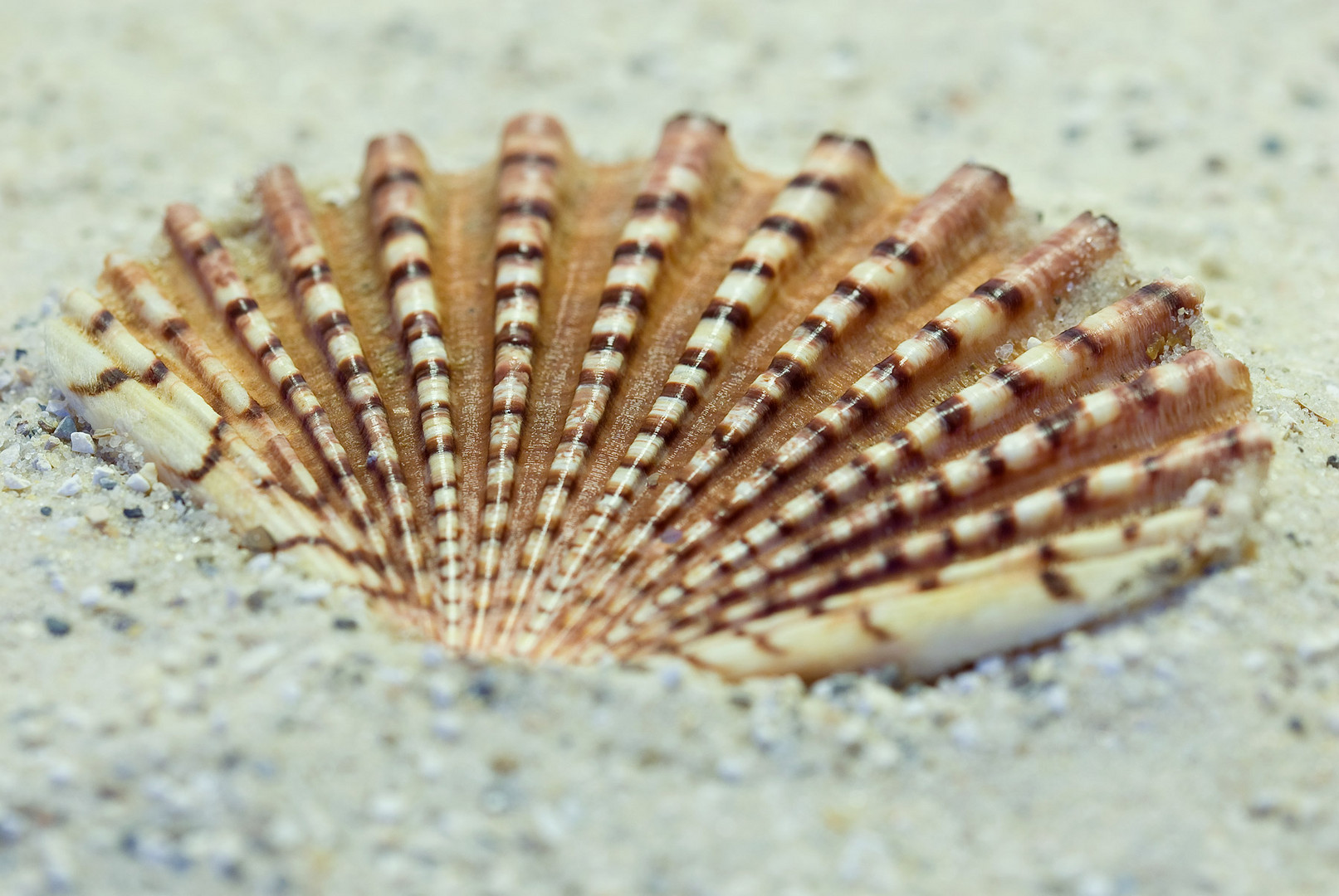 Pecten jacobaeus Foto & Bild | stillleben, muschel, motive Bilder auf ...