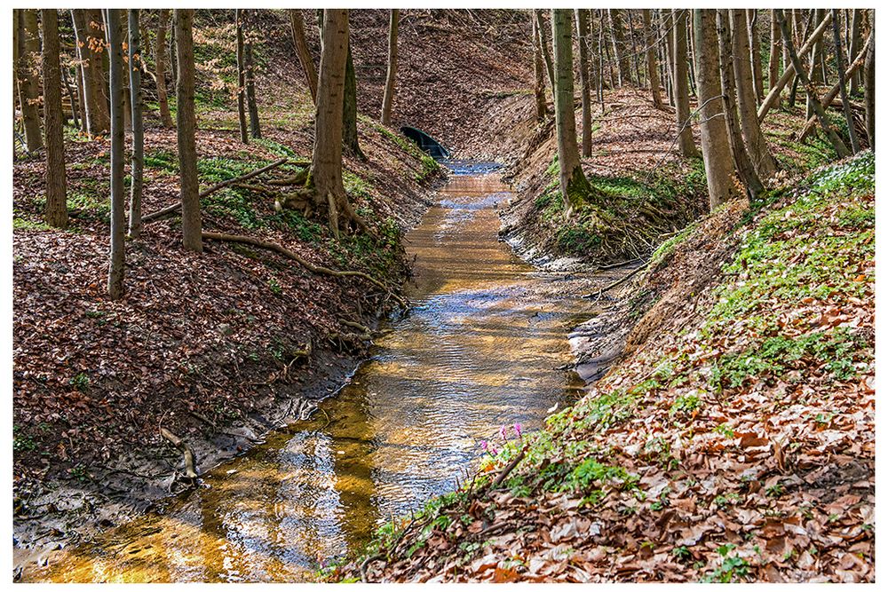 Peene-Quelle Foto & Bild | landschaft, bach, fluss & see, natur Bilder auf fotocommunity