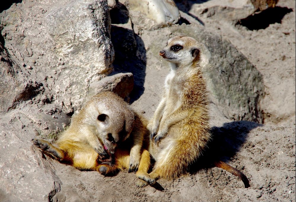 Peinlich Foto & Bild | tiere, wildlife, säugetiere Bilder auf fotocommunity