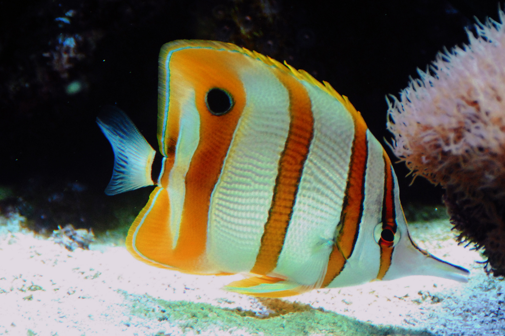 PEIX DE COLORS Imagen & Foto | bajo el agua , naturaleza Fotos de ...