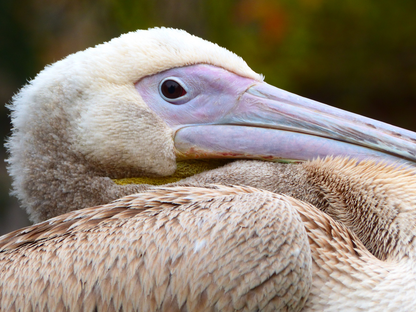 -- Peli -- Foto & Bild | tiere, zoo, wildpark & falknerei, vögel Bilder ...