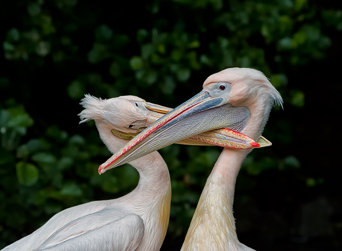 Pelikan Foto & Bild | tiere, zoo, wildpark & falknerei, vögel Bilder ...