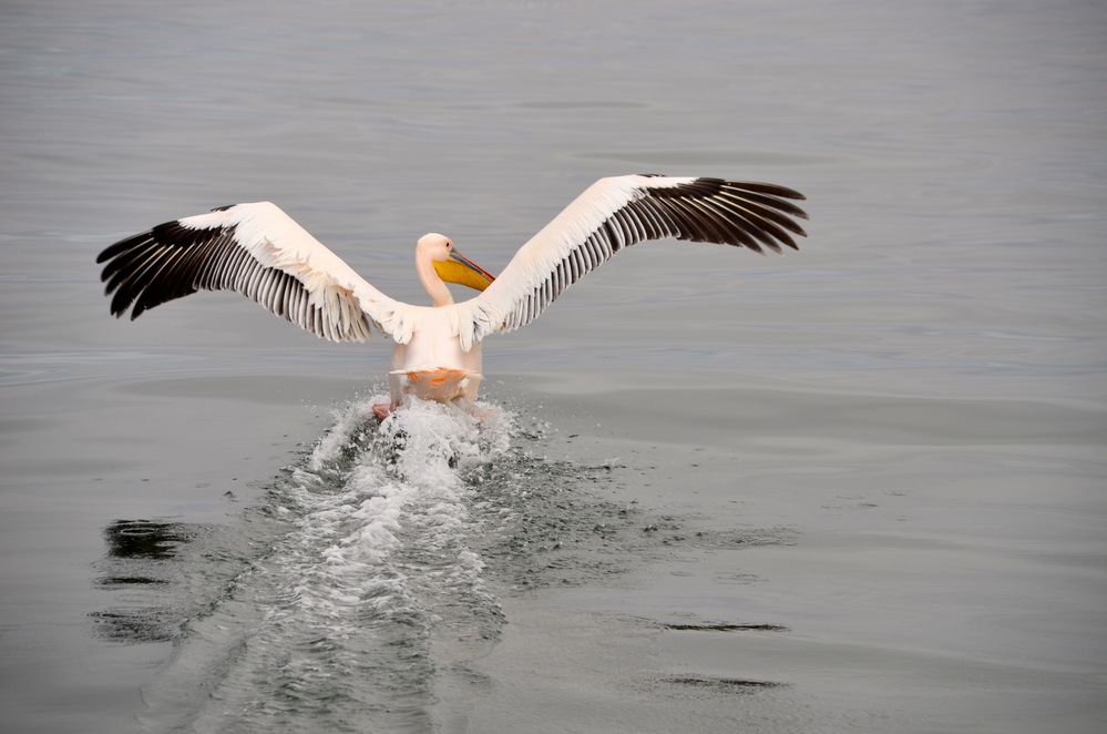 Pelikan Foto & Bild | tiere, wildlife, wild lebende vögel Bilder auf ...