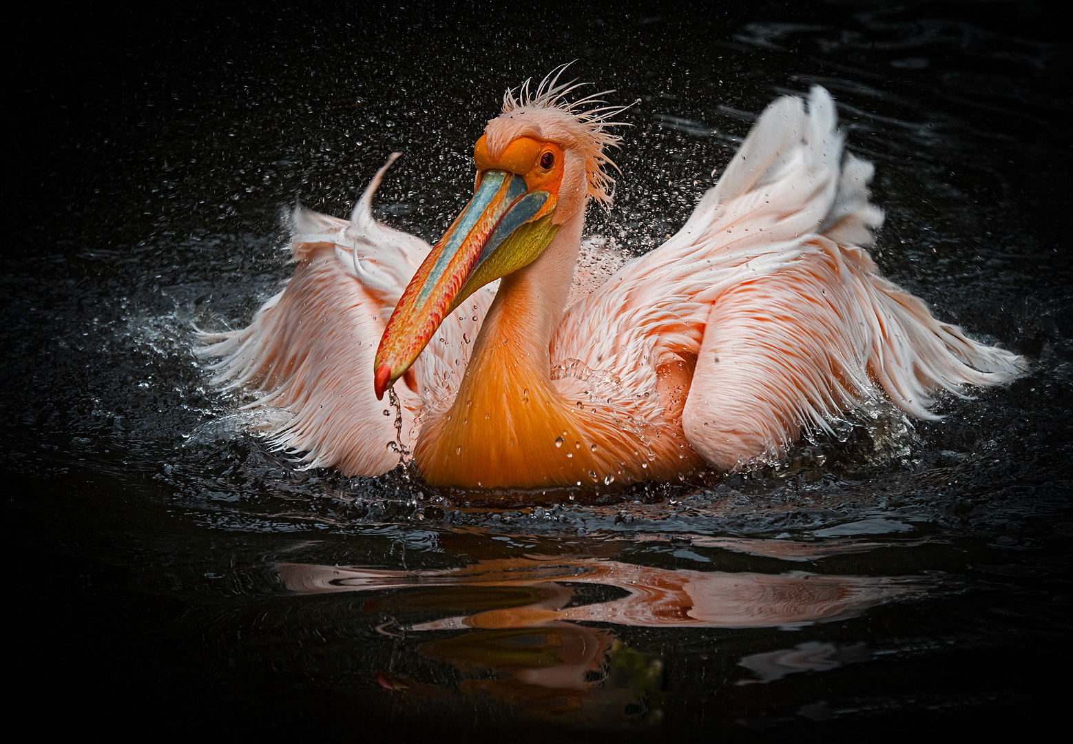 Pelikan Foto & Bild | landschaft, lebensräume, wasser Bilder auf ...