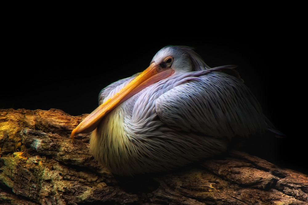 Pelikan Foto & Bild | tiere, natur Bilder auf fotocommunity