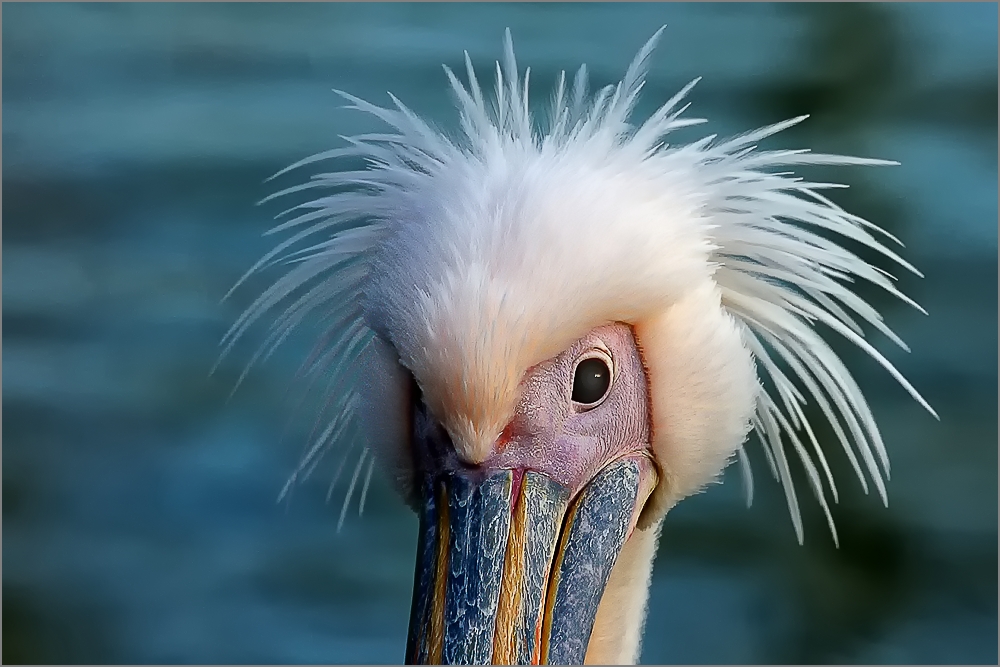 Pelikan Foto & Bild | tiere, wildlife, wild lebende vögel Bilder auf ...
