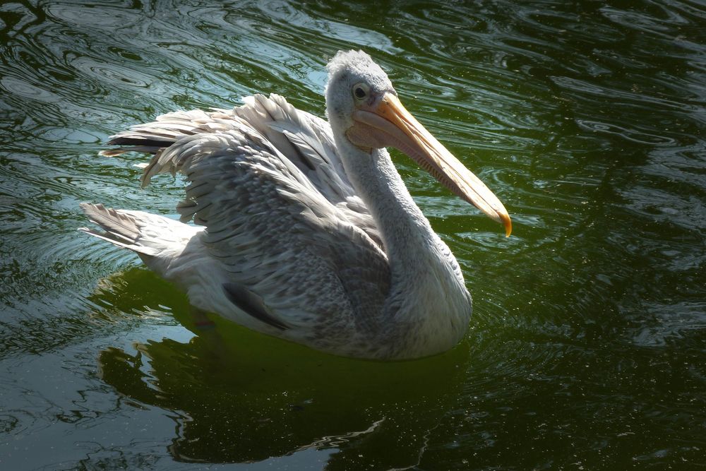 Pelikan Foto & Bild | tiere, ku nat, natur Bilder auf fotocommunity