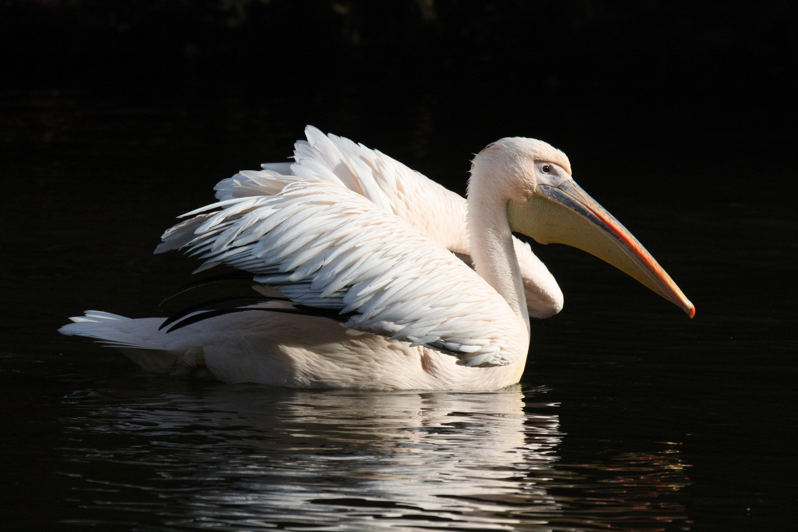 Pelikan Foto & Bild | natur, tiere, vögel Bilder auf fotocommunity