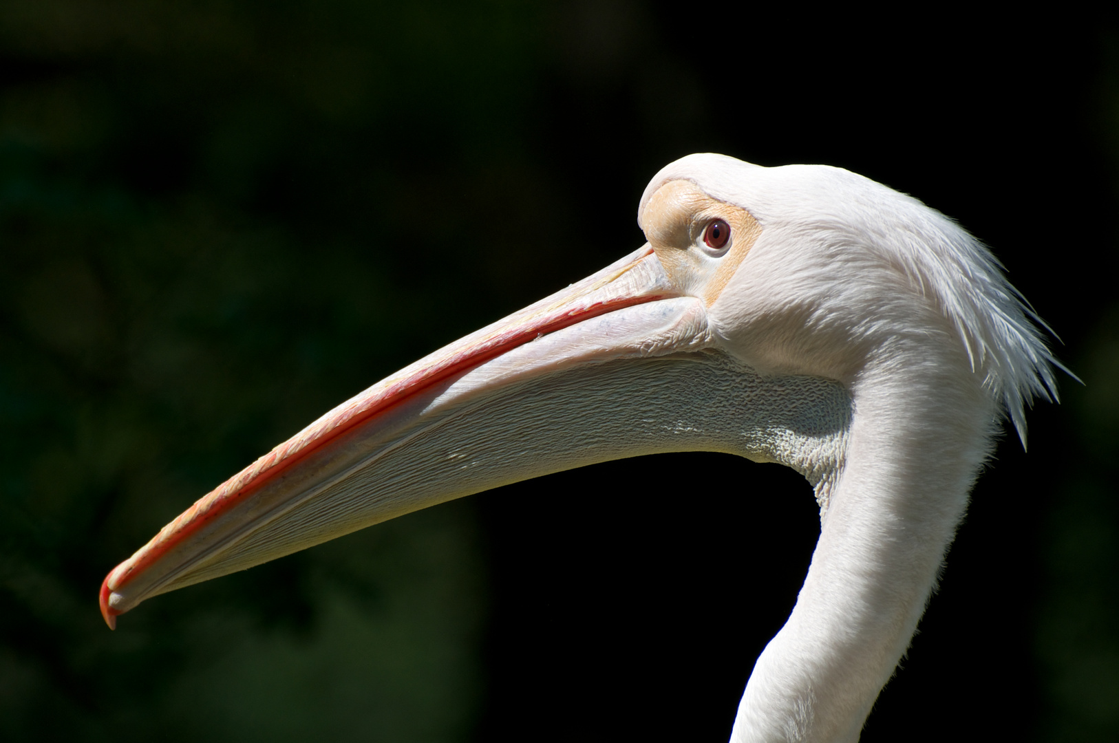 Pelikan Foto & Bild | anfängerecke - nachgefragt, nachgefragt ...